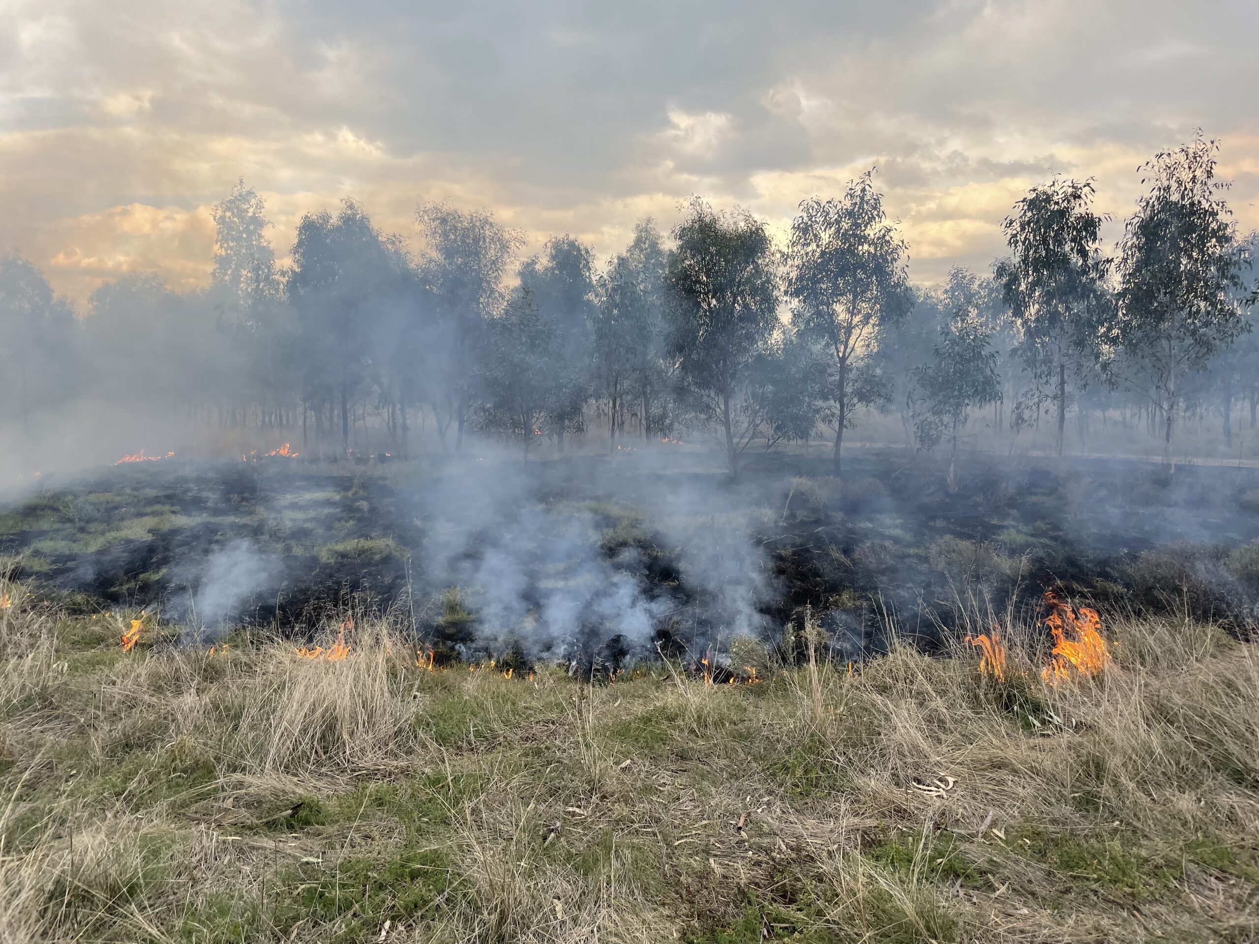 DJAARA | Local Stories | Stories From Our Community